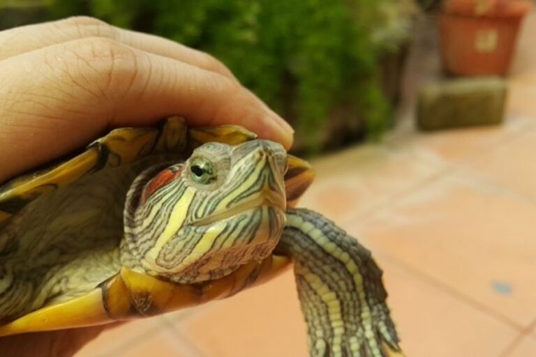 How To Care For Baby Red-Eared Sliders: Everything You Need To Know ...