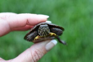 Baby Painted Turtles: Everything You Need To Know