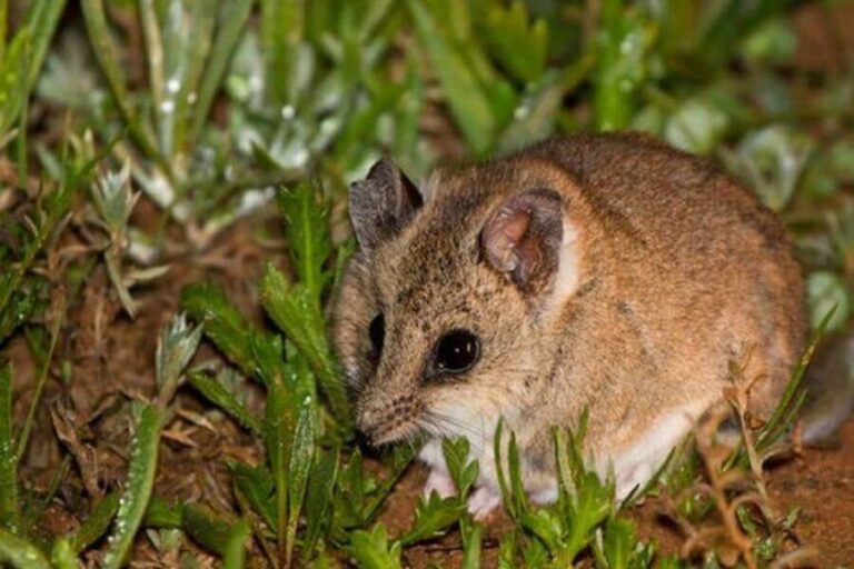 List Of Marsupial Animals (11 Examples Of Common Marsupials)