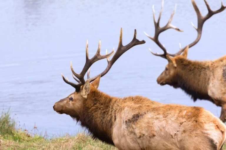 Forest Animals: List Of Animals That Live In The Forest