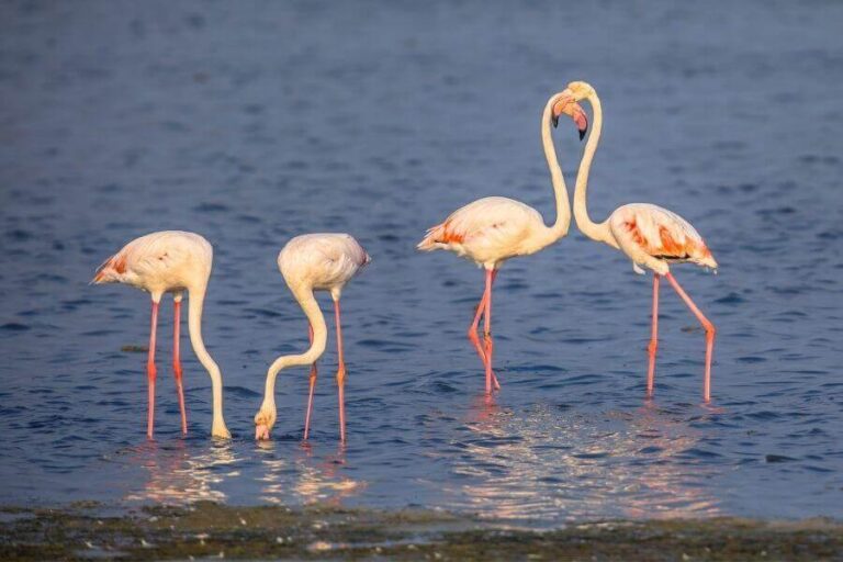 List Of Two-Legged Animals That Will Amaze You (12 Examples)