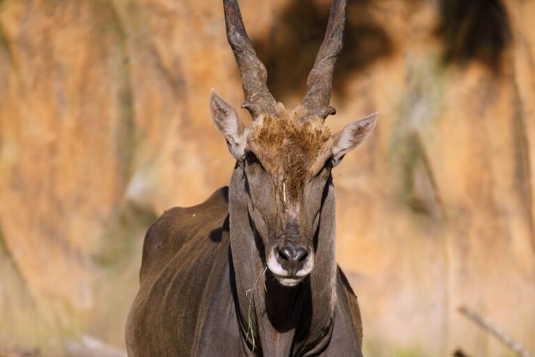 Horned Animals List: The 10 Biggest Horns In The World