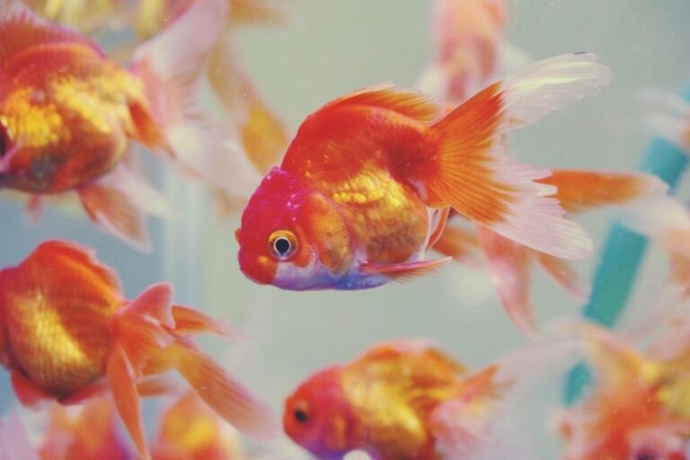 List Of Quiet Animals: 13 Most Silent Animals In The World