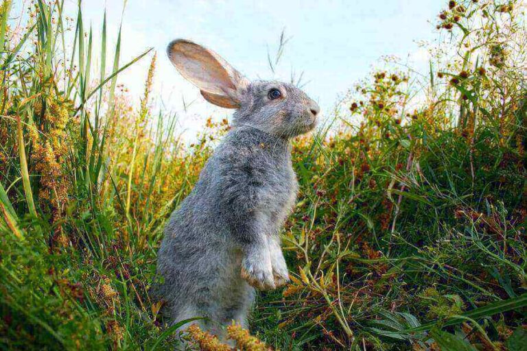 Forest Animals: List Of Animals That Live In The Forest