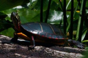 What Do Painted Turtles Eat? (Guide To Painted Turtle Diet)