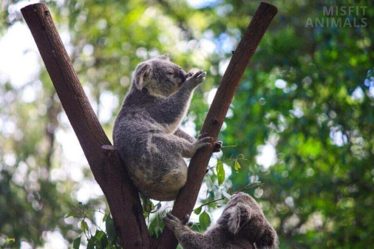 List Of Marsupial Animals (11 Examples Of Common Marsupials)