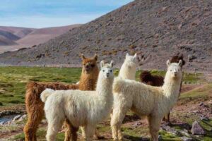 Mountain Animals List: 118 Animals Found In The Mountains