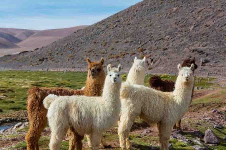 Mountain Animals List: 118 Animals Found In The Mountains