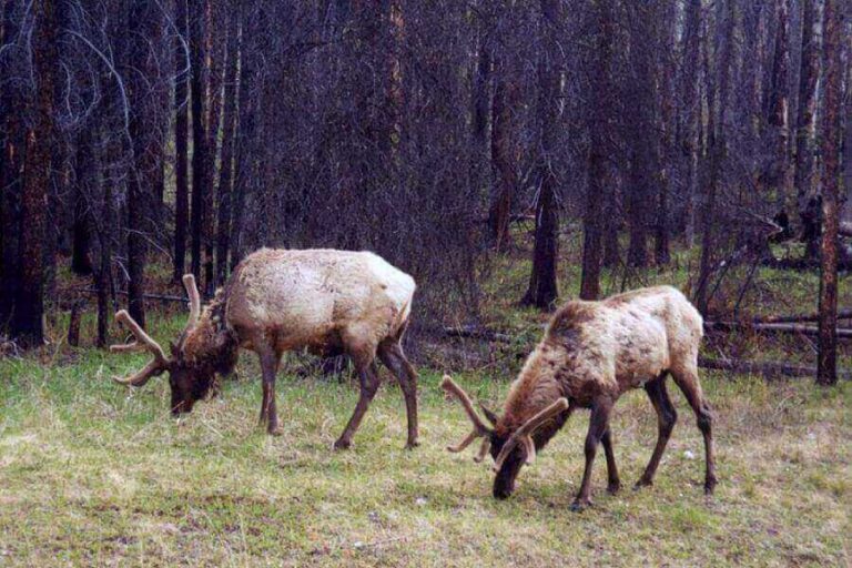 Animals With Antlers List (8 Common Animals With Antlers)