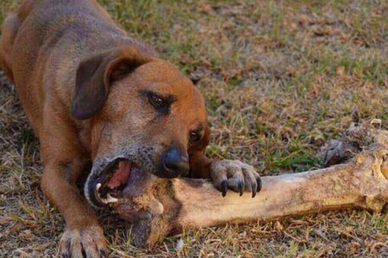 Why Do Dogs Like Bones? Are They Good For Dogs?