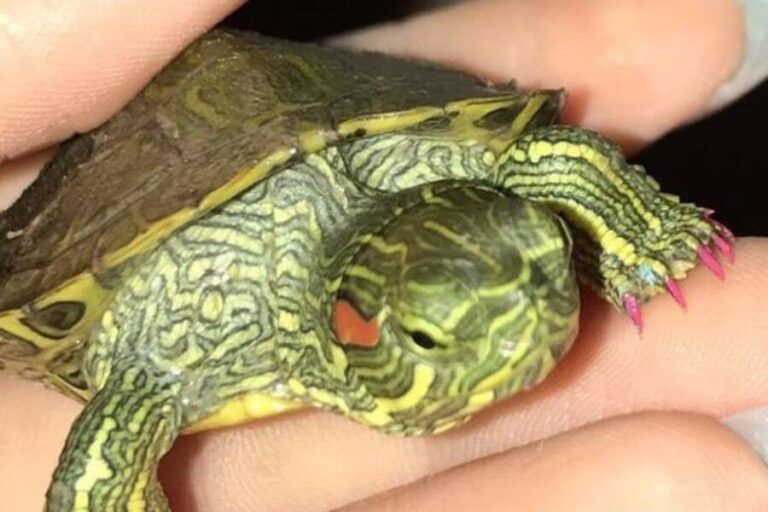 Do Red-Eared Sliders Bite? 5 Reasons Why & How To Stop It