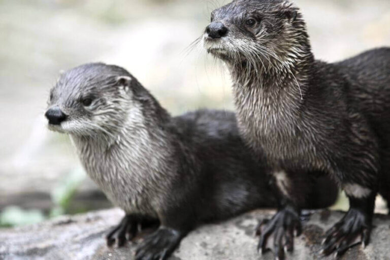 What Animals Eat Rats? 39 Natural Rat Predators In The Wild