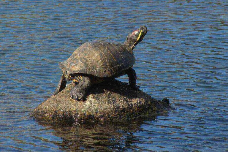 Painted Turtle Vs Red-Eared Slider: Which Is Right For You?