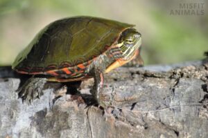 Painted Turtle Lifespan: Wild Vs. Captivity Life Expectancy