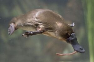 List Of Semi-Aquatic Animals: 10 Examples With Pictures