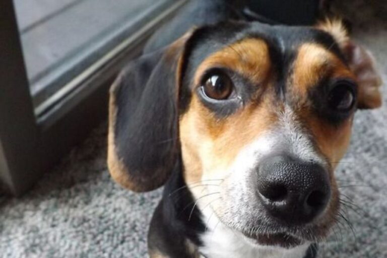 Rat Terrier Beagle Mixes: Raggle (Origin, Needs, & Issues)