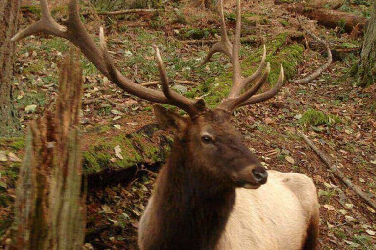 Animals With Antlers List (8 Common Animals With Antlers)