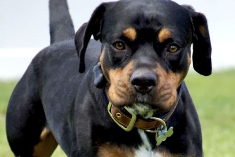 Rottweiler Basset Hound Mix: 3 Reasons Why They Are Great
