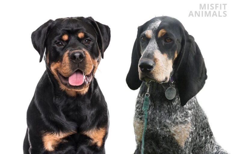 Rottweiler Coonhound Mix: 3 Reasons Why They Are Great