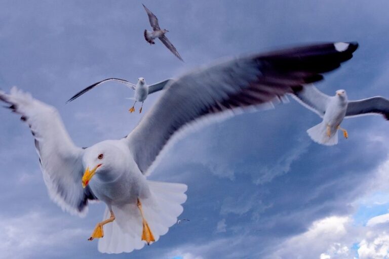 19 Omnivore Animals: Examples, Facts & Pictures