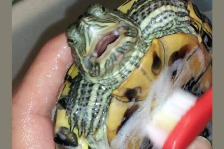 Red-Eared Slider Shell Rot: Causes, Symptoms & Treatment