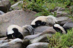 121 Temperate Forest Animals (List) | Misfit Animals