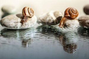 12 Animals That Hibernate In The Winter & Why They Do It