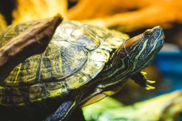 Red-Eared Slider Lighting: The Ultimate Guide