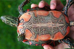 Male Vs. Female Painted Turtle: How To Tell The Difference