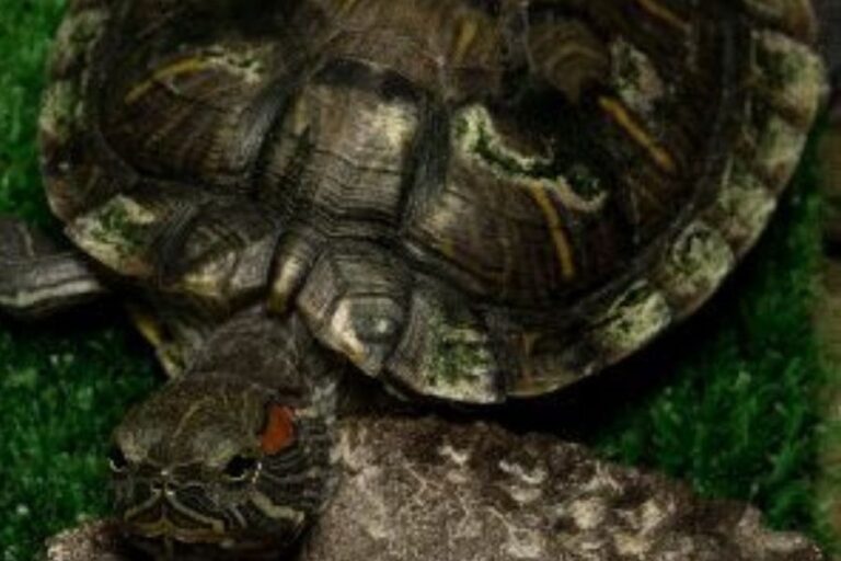 Red-Eared Slider Shell Rot: Causes, Symptoms & Treatment