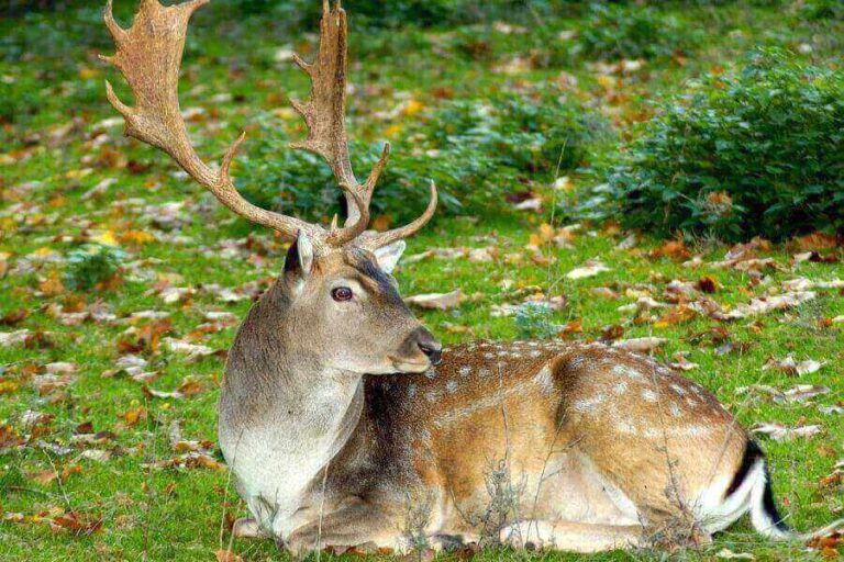 Animals With Antlers List (8 Common Animals With Antlers)