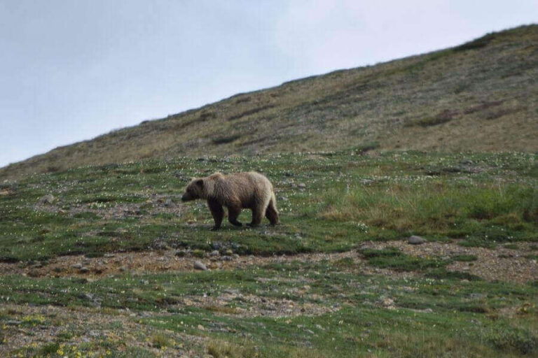 Mountain Animals List: 118 Animals Found In The Mountains