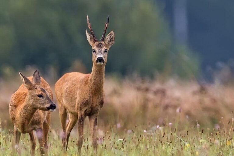 Animals With Antlers List (8 Common Animals With Antlers)