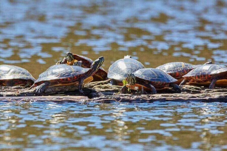 List Of Animals That Live In Lakes (13 Lake Animal Examples)