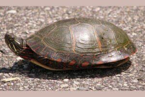 Painted Turtle Lifespan: Wild Vs. Captivity Life Expectancy