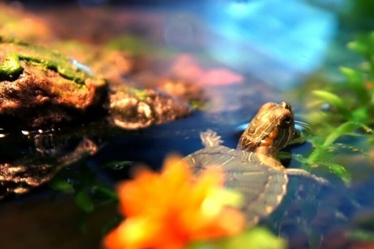 10 Amazing Red-Eared Slider Facts: From Tiny To Tremendous