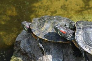 10 Amazing Red-Eared Slider Facts: From Tiny To Tremendous