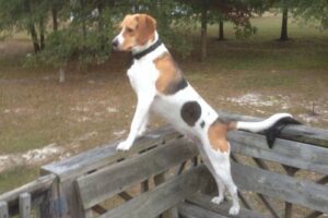 Treeing Walker Coonhound Beagle Mix: The Complete Guide