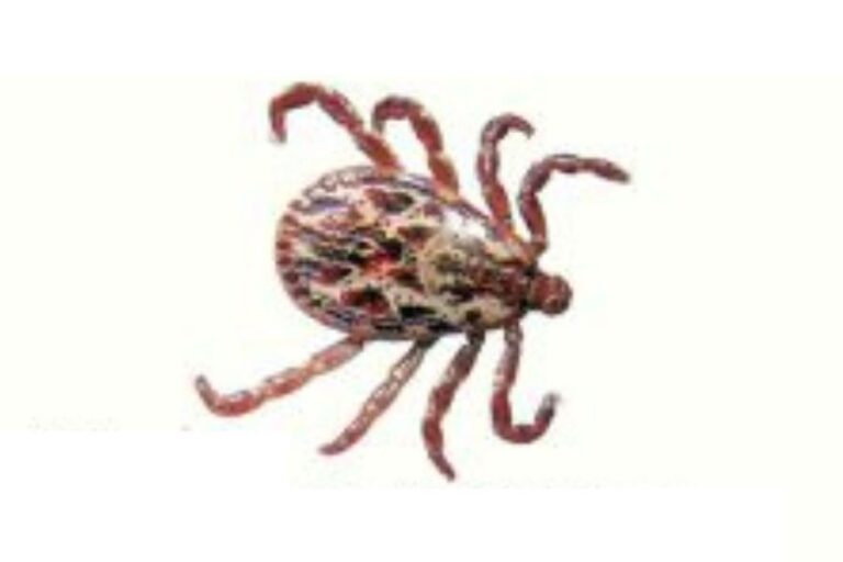 Engorged Deer Tick Vs. Engorged Dog Tick: 5 Differences