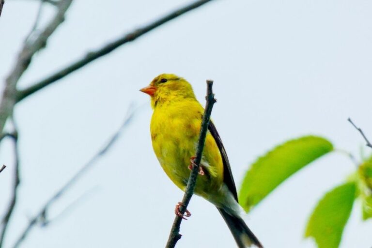 10 Most Fascinating Yellow Animals Found In Nature