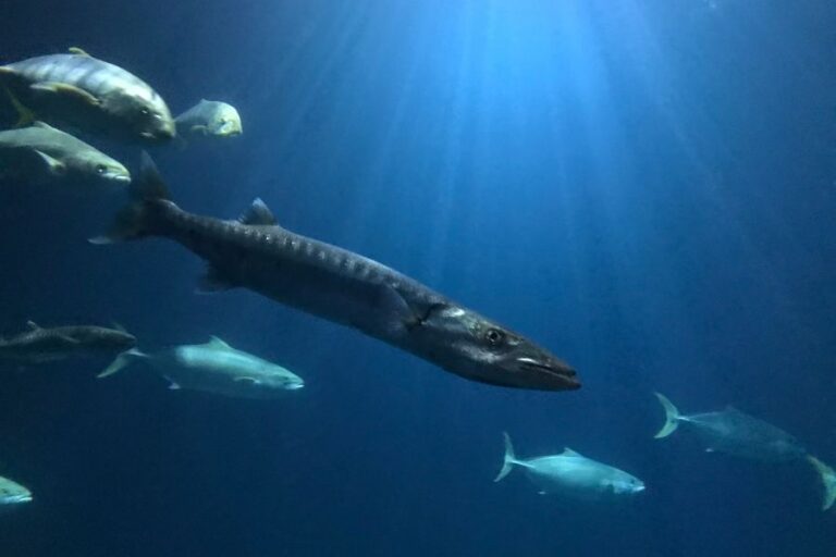 What Animals Live In Saltwater? (10 Saltwater Animals)