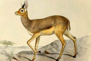 10 Animals That Chew Cud (List Of Cud-Chewing Animals)
