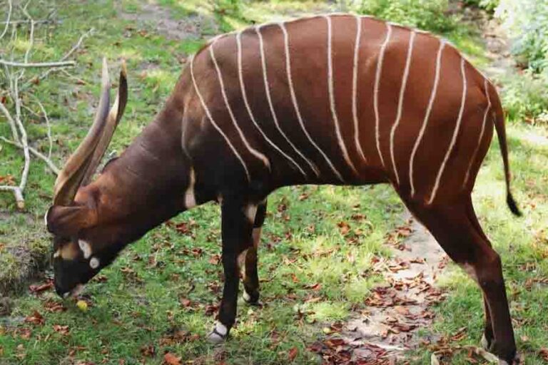List Of 11 Animals With Stripes | Misfit Animals
