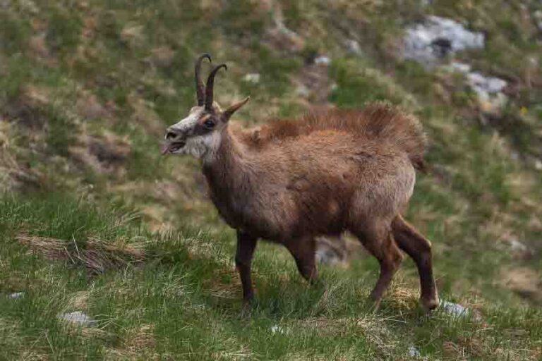 10 Animals That Chew Cud (List Of Cud-Chewing Animals)