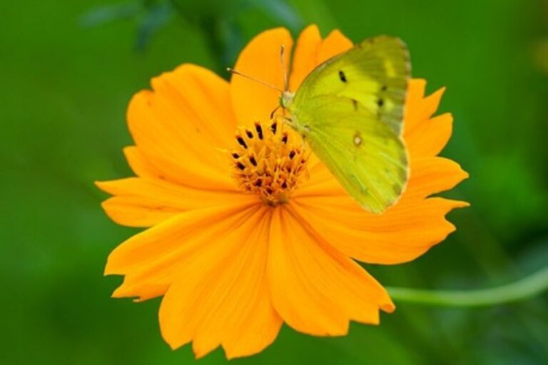 10 Most Fascinating Yellow Animals Found In Nature