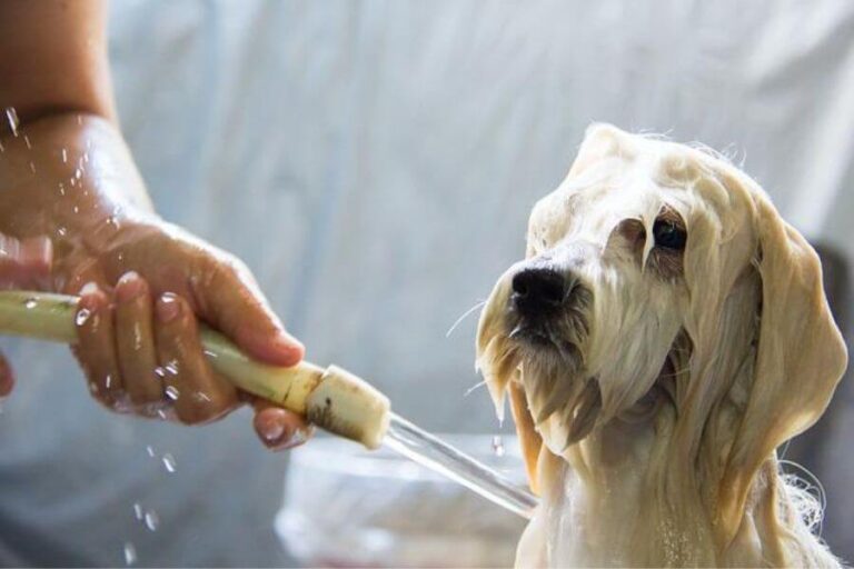 Dog Shivering After Bath? 5 Common Reasons & How To Stop It