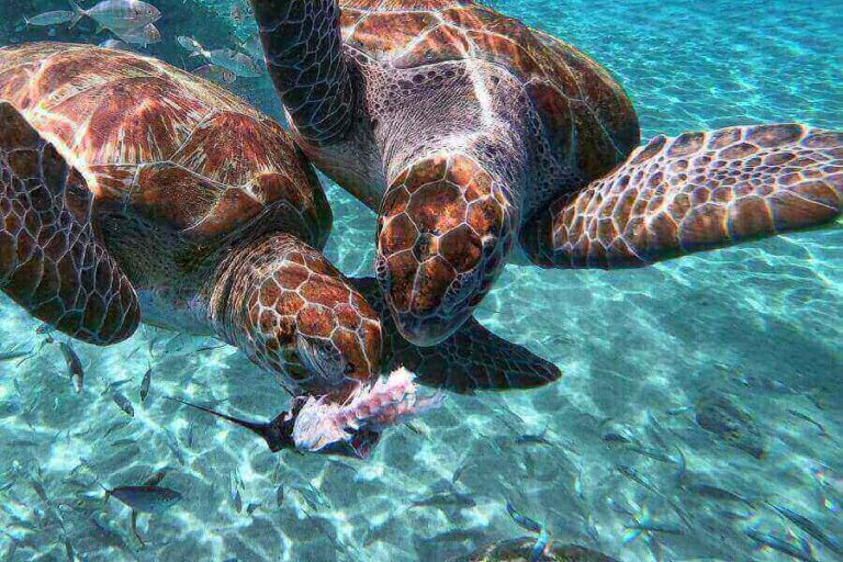When Do Sea Turtles Lay Eggs? Reproduction Patterns