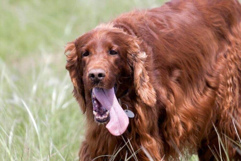 Why Is My Dog Panting And Drooling? 5 Causes & Signs