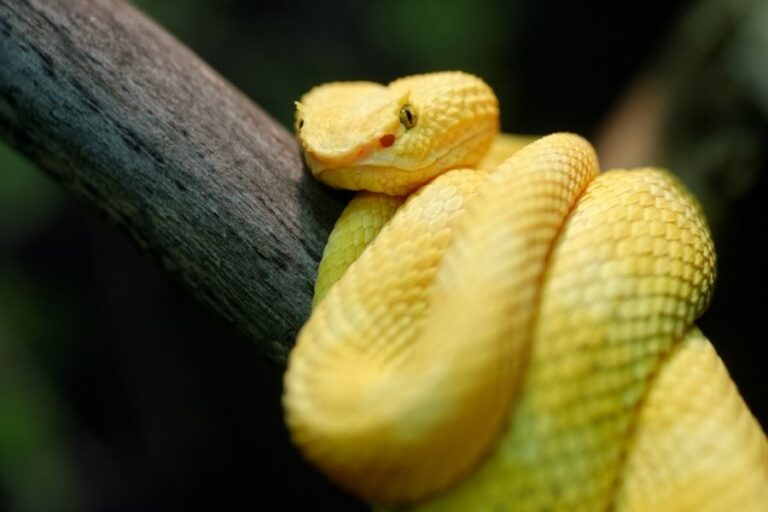 10 Most Fascinating Yellow Animals Found In Nature