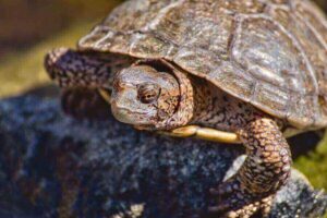 Sea Turtle Vs. Land Turtle: Tortoise, Turtle, Or Sea Turtle?